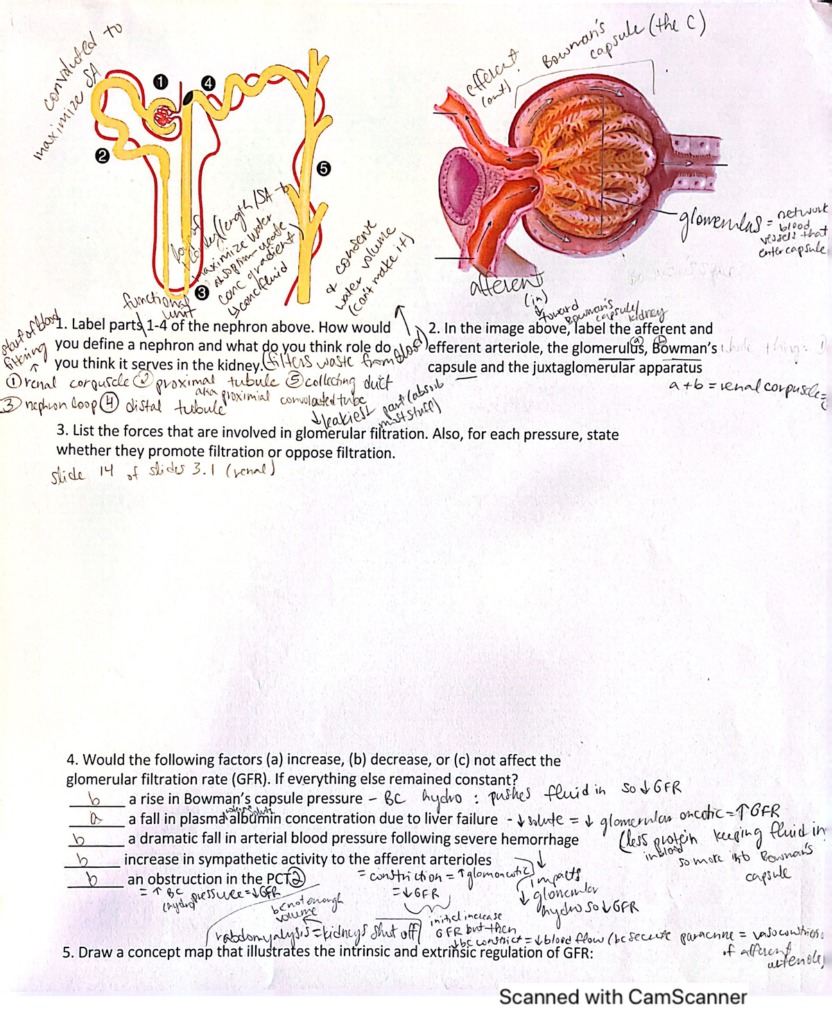 Exam 3 classwork notes - counter-current multiplier, renal anatomy ...