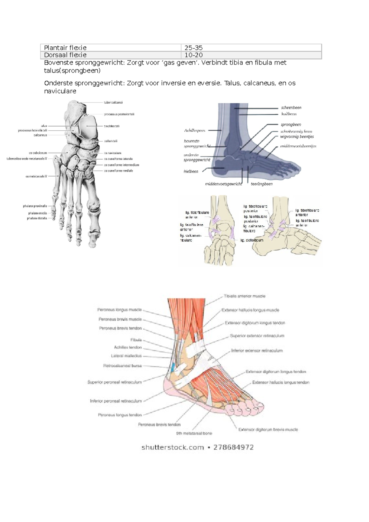 Anatomie Notities en Spierfuncties BLOK1 - Studeersnel