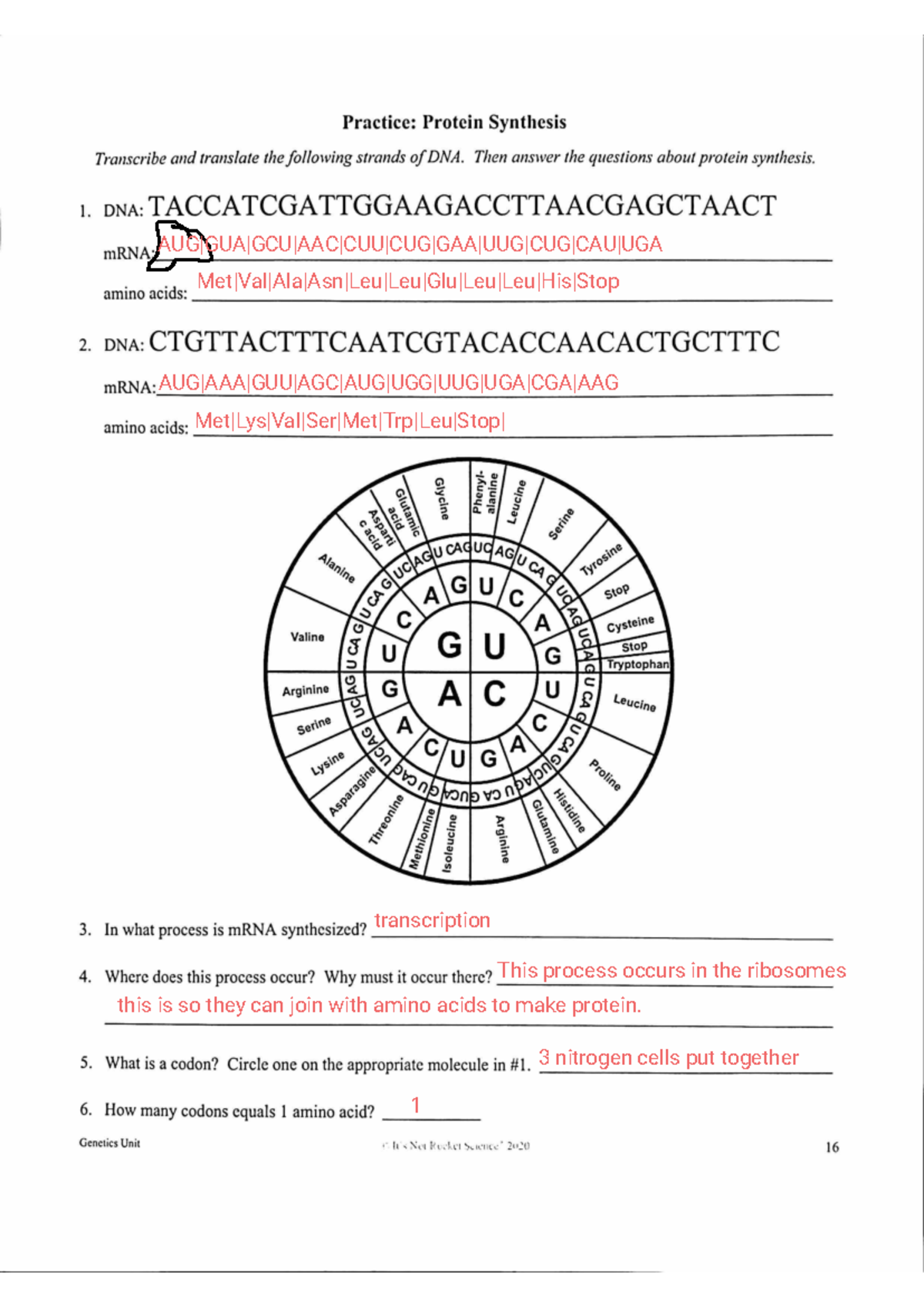 Copy of Protein Synthesis Practice - Studocu