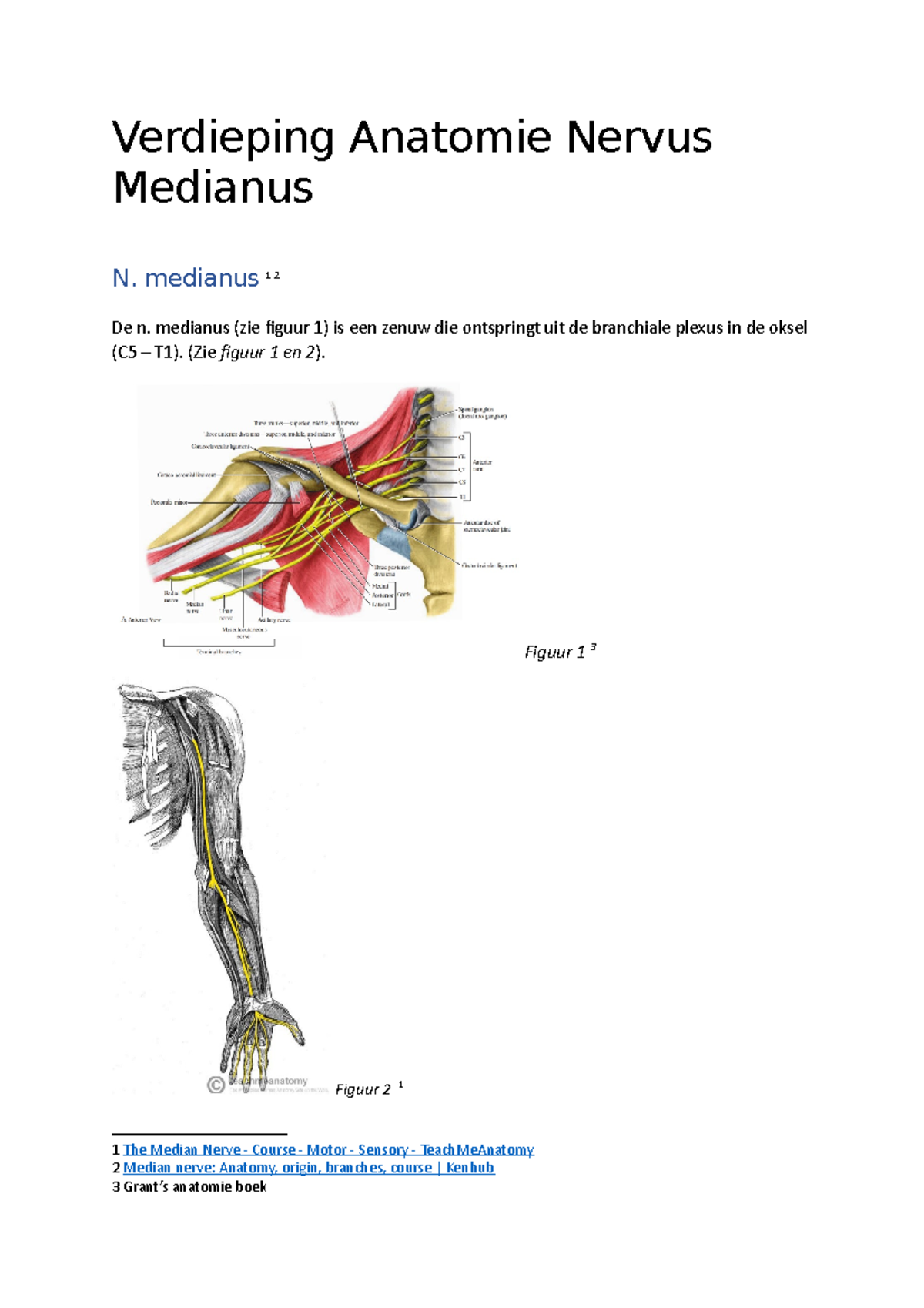 Verdieping van de Anatomie van de N. Medianus en Zijn Functies ...
