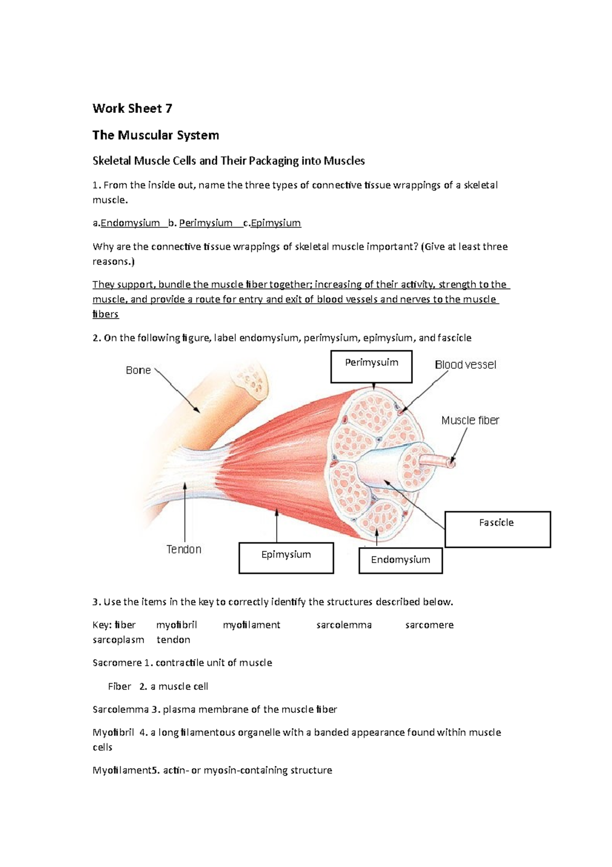Group 7- Work Sheet 7 The Muscular System - Work Sheet 7 The Muscular ...