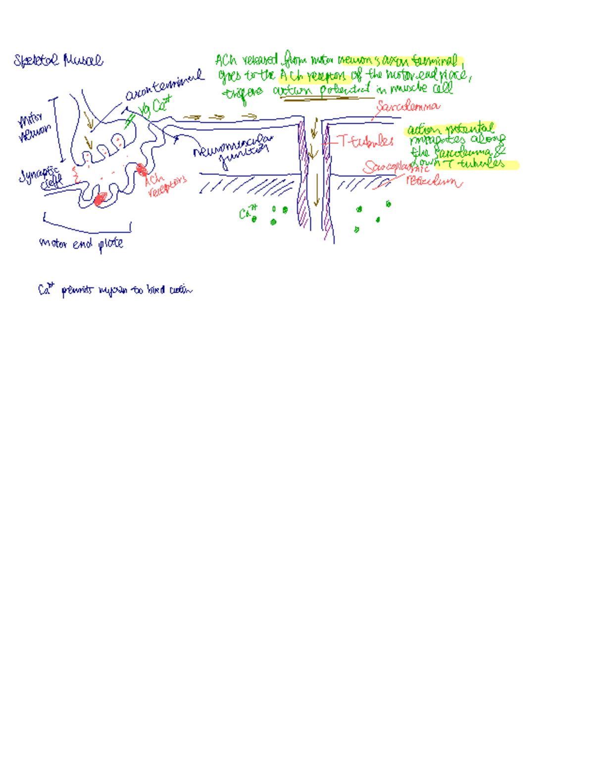 Lecture 8: Muscle Contraction Mechanisms in BIO270 - Studocu