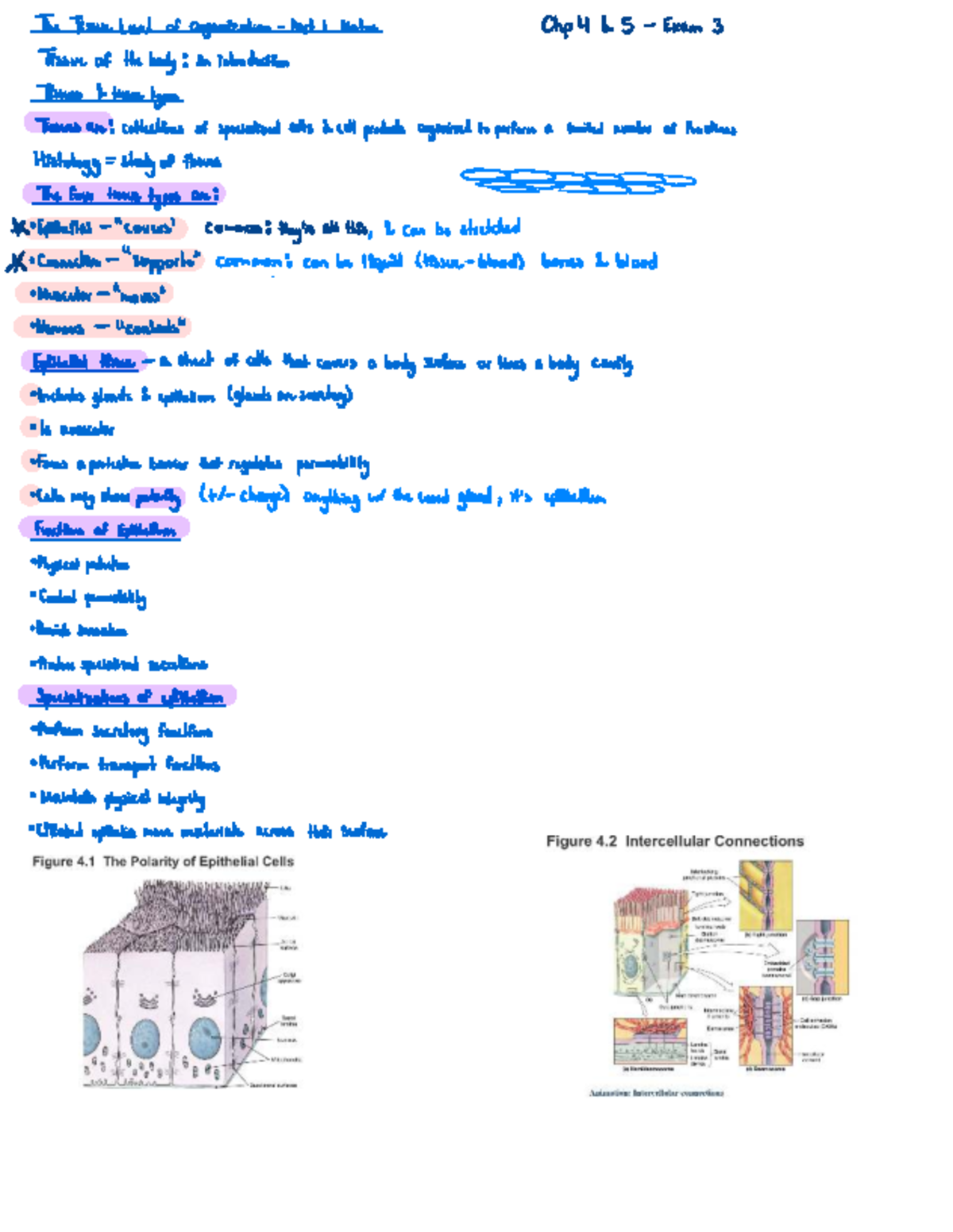 Exam 3 Study Guide - A&P1: Tissue Level of Organization Notes - Studocu