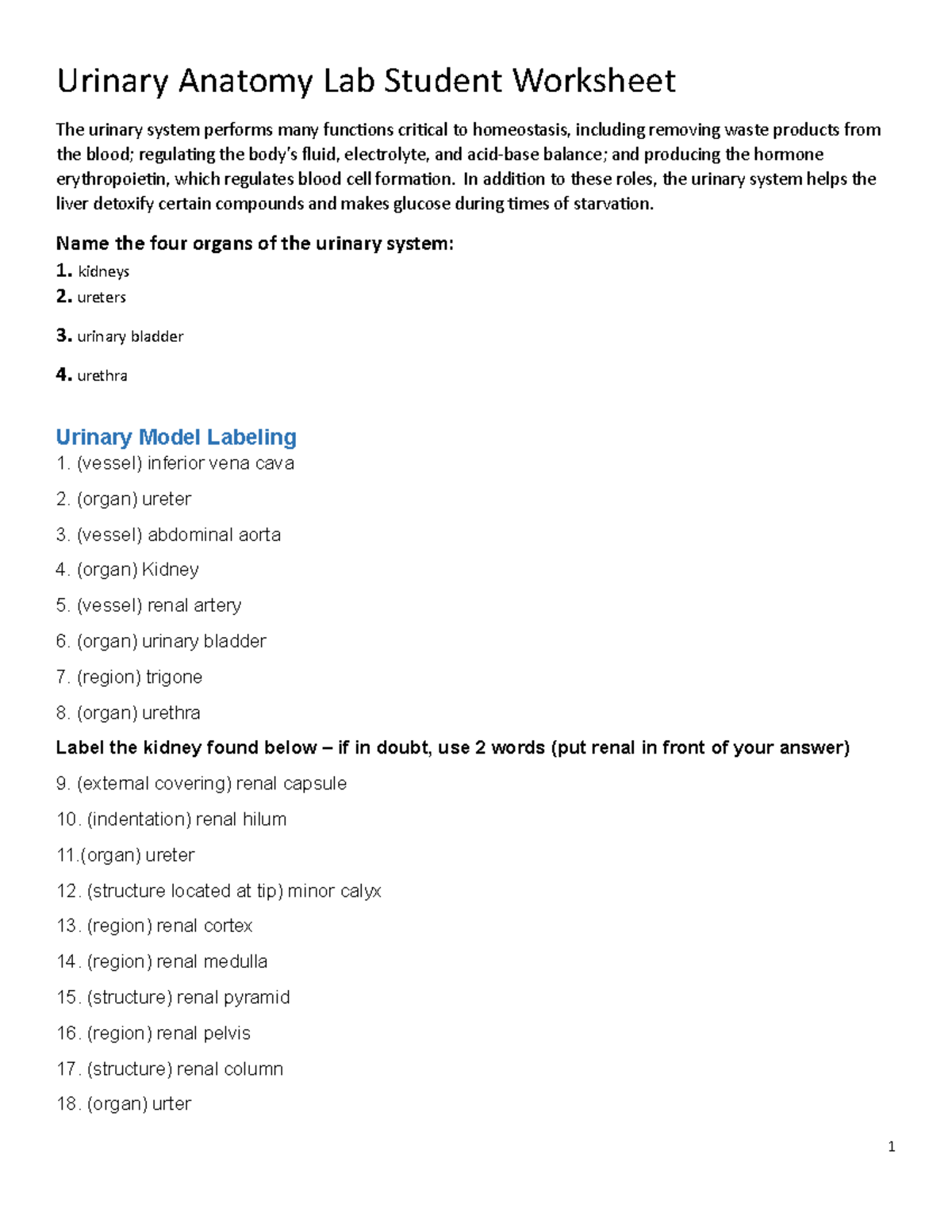 Urinary Anatomy Lab Worksheet: Key Organs & Structures Explained - Studocu