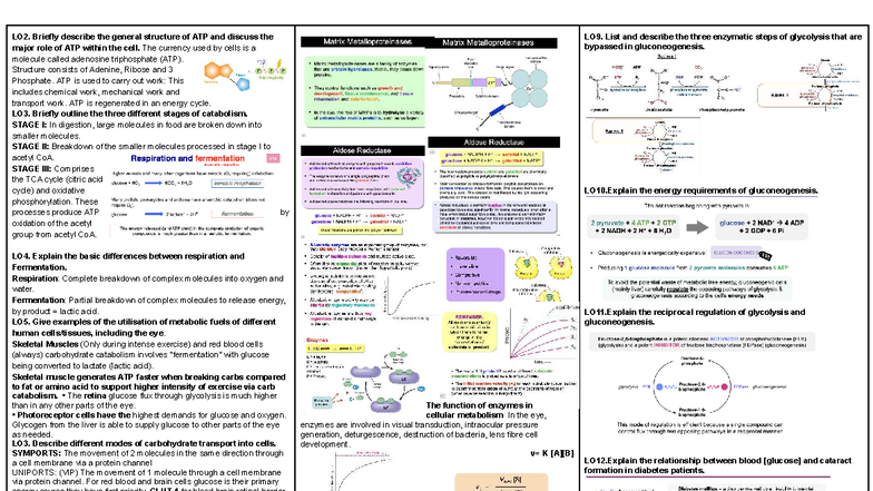 CHEM1829 Midterm Notes: ATP Structure, Metabolism, and Glycolysis - Studocu