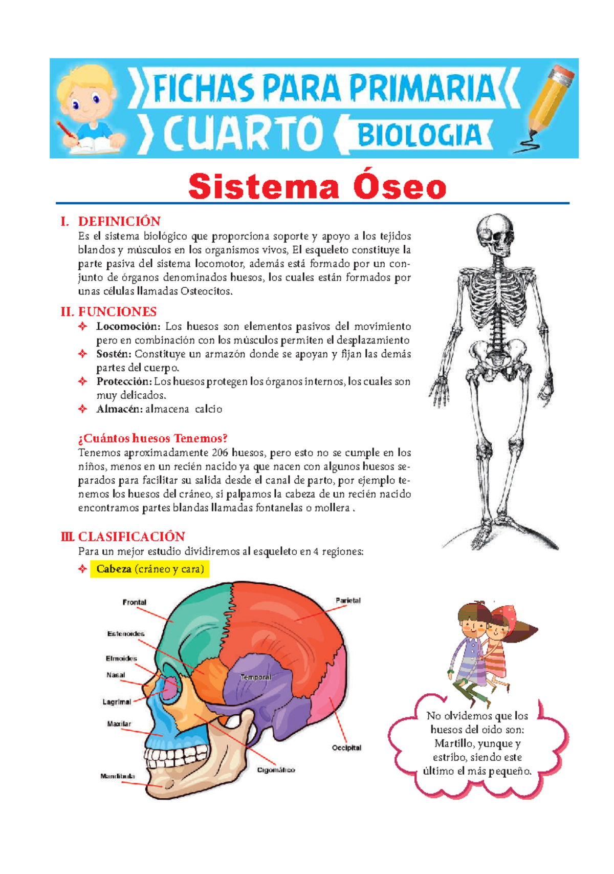 Sistema óseo Para Niños Contenidos Educativos De 4to Primaria Studocu