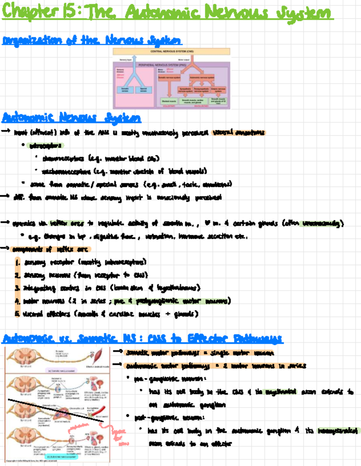 Chapter 15 Autonomic Nervous System - Chapter 15 : The Autonomic ...