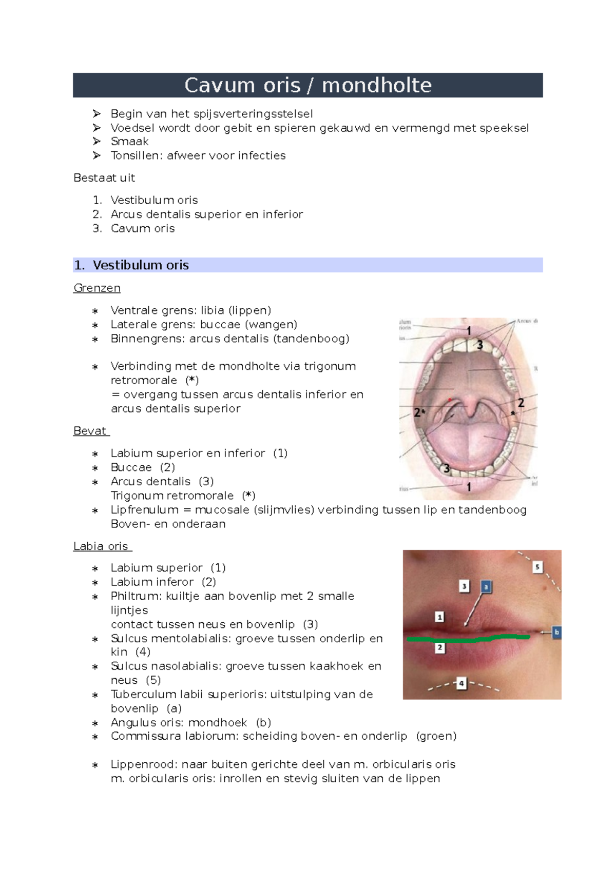Cavum Oris: Anatomie & Fysiologie Samenvatting - Samenvatting ...