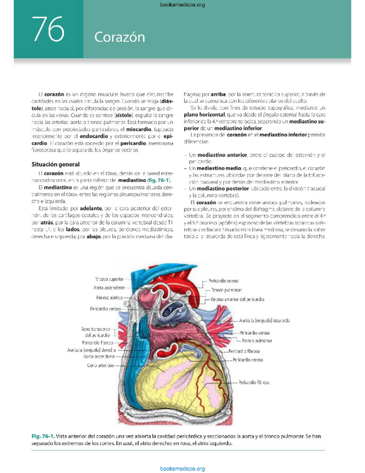 Estudio del Corazón: Anatomía y Función Cardiovascular (MED 101) - Studocu