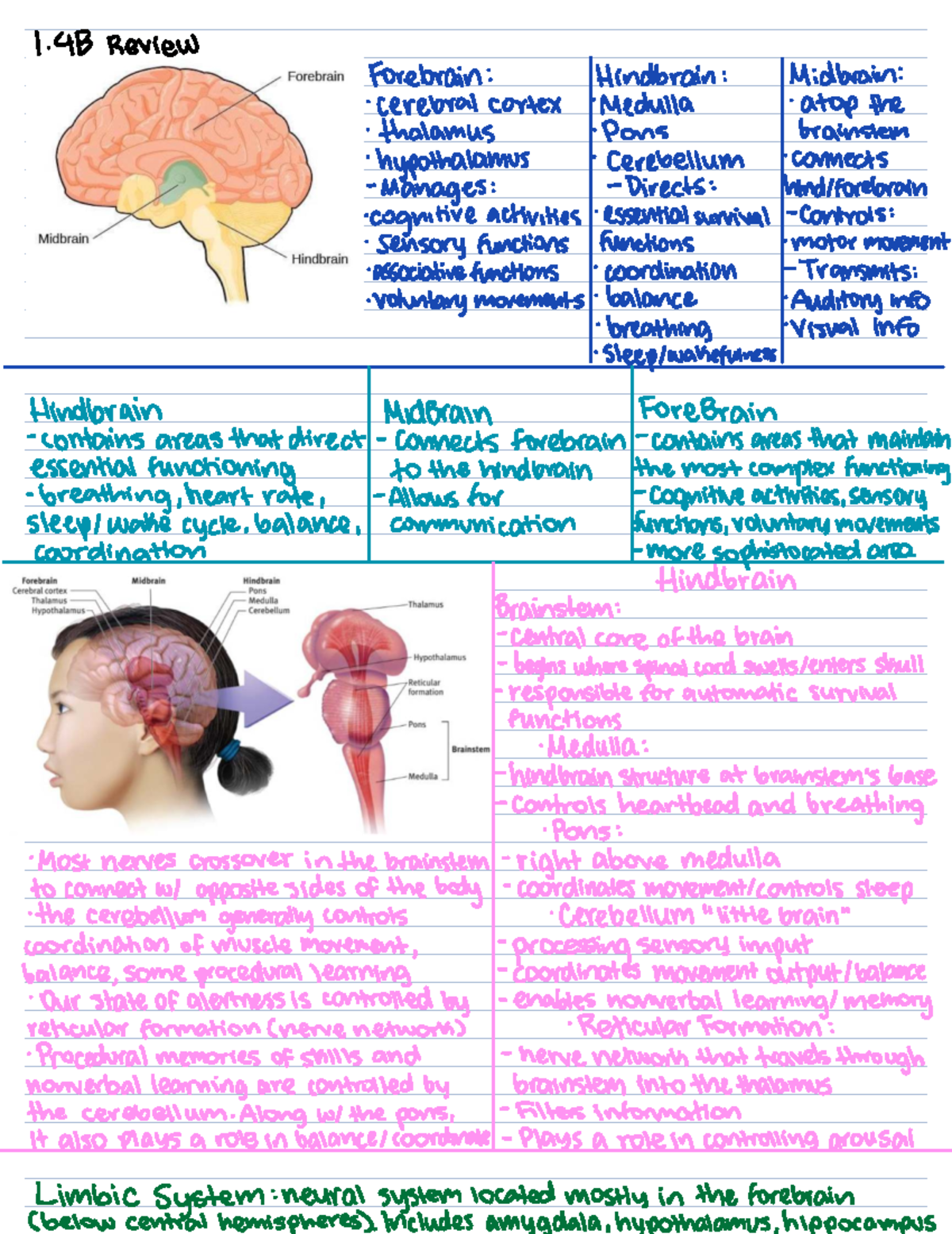 Cognitive Functions and Brain Structure - PSYCH 101 Lecture Notes - Studocu