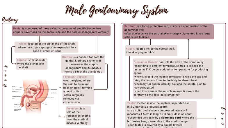 Anatomy of the Male Genitourinary System: Focus on the Penis and ...