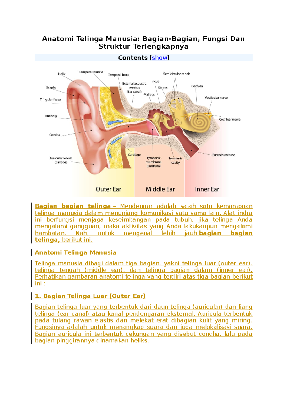 Anatomi Telinga Manusia: Struktur dan Fungsi Terlengkap (MATA 101 ...