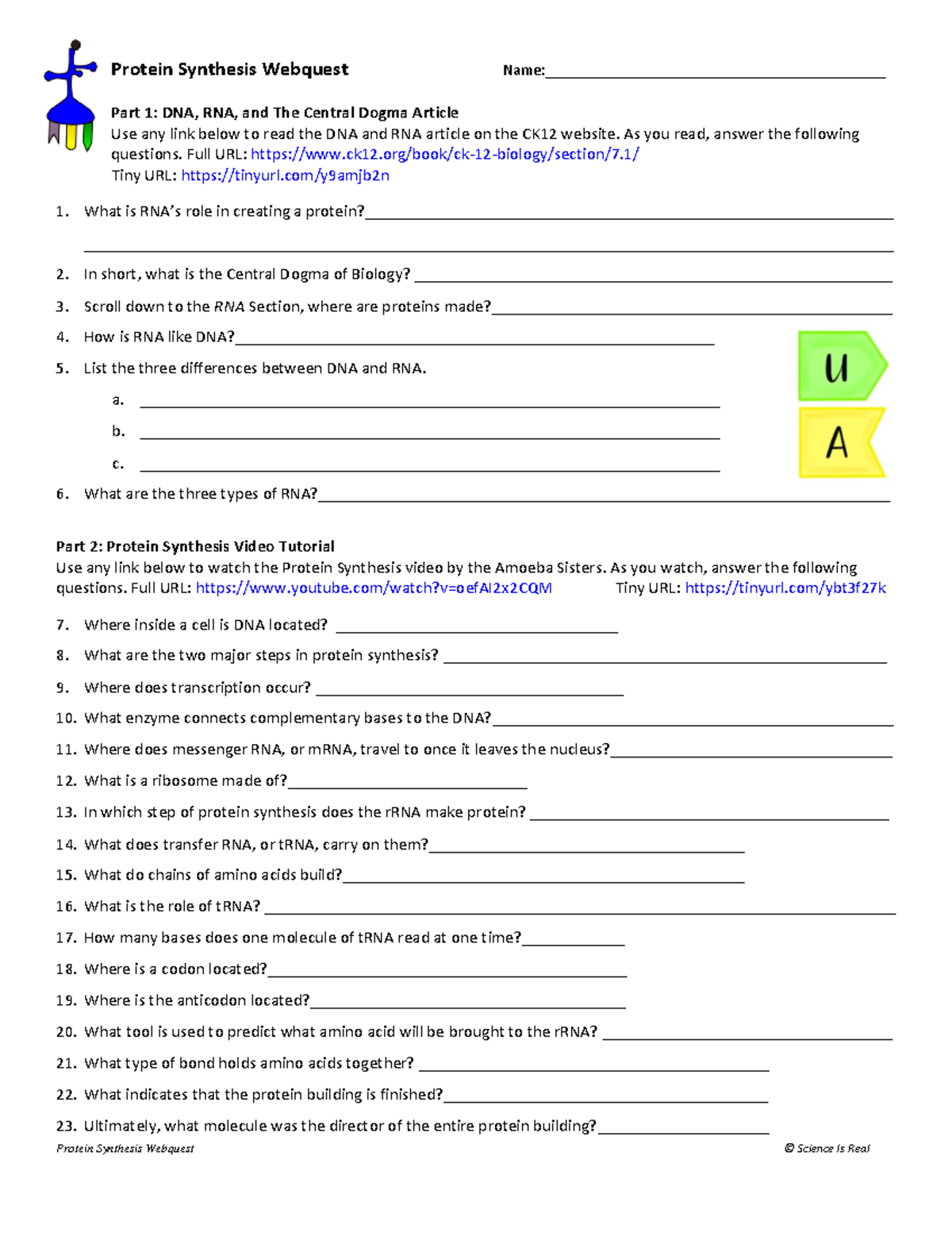 Protein Synthesis Webquest Handout for Biology 101 Students - Studocu