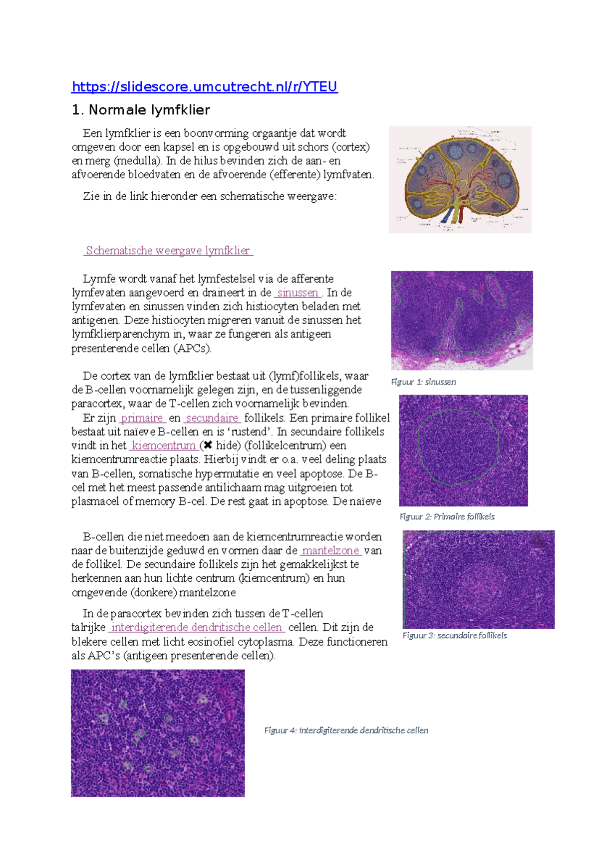 Practicum Hemato-Oncologie: Inzicht in Lymfomen en Leukemieën - Studeersnel