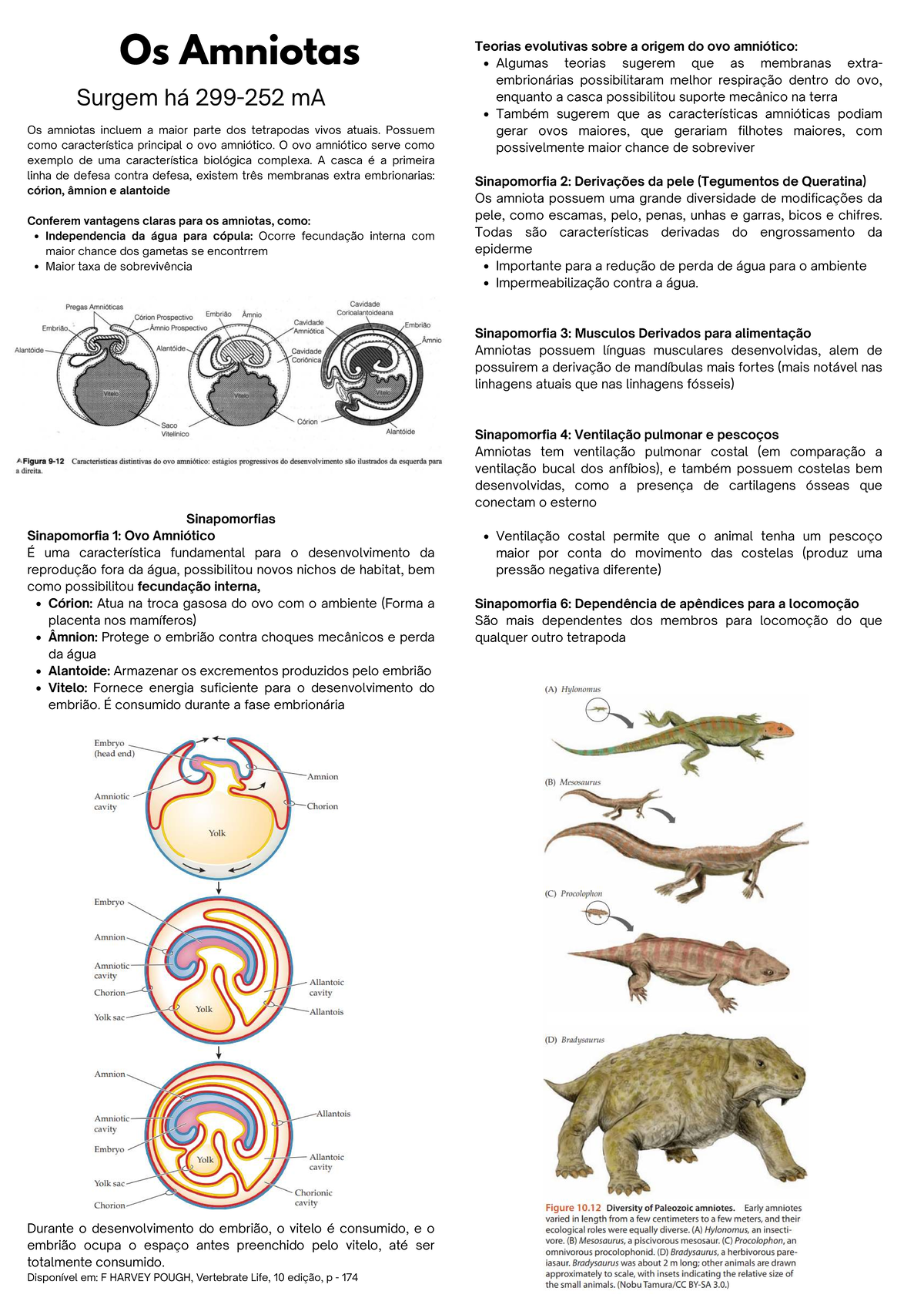 Resumo sobre Amniotas: Sinapomorfias e Classificação (Biologia 101 ...
