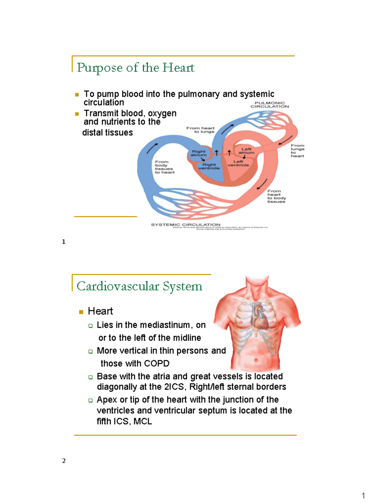 Coronary Heart Disease (CHD, CAD): Pathophysiology & Risk Factors ...