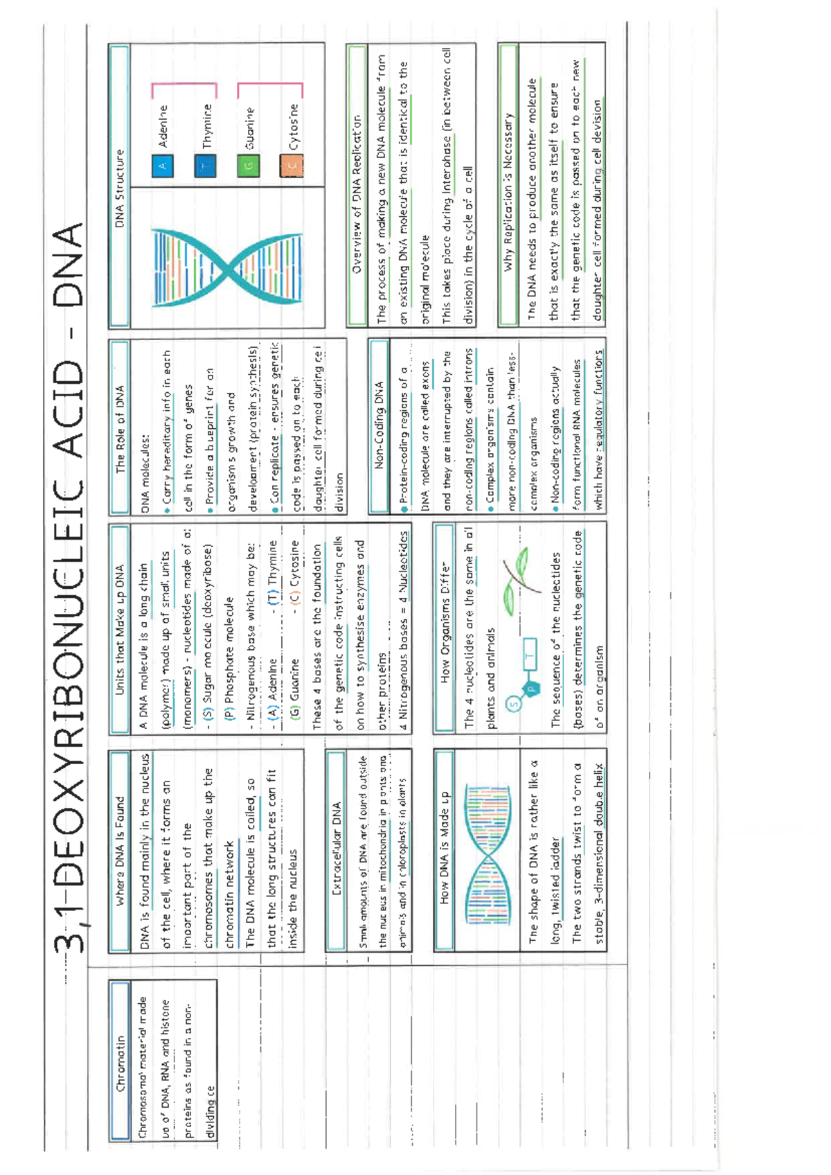 DNA and RNA Overview: Key Concepts and Functions in Genetics - Studocu