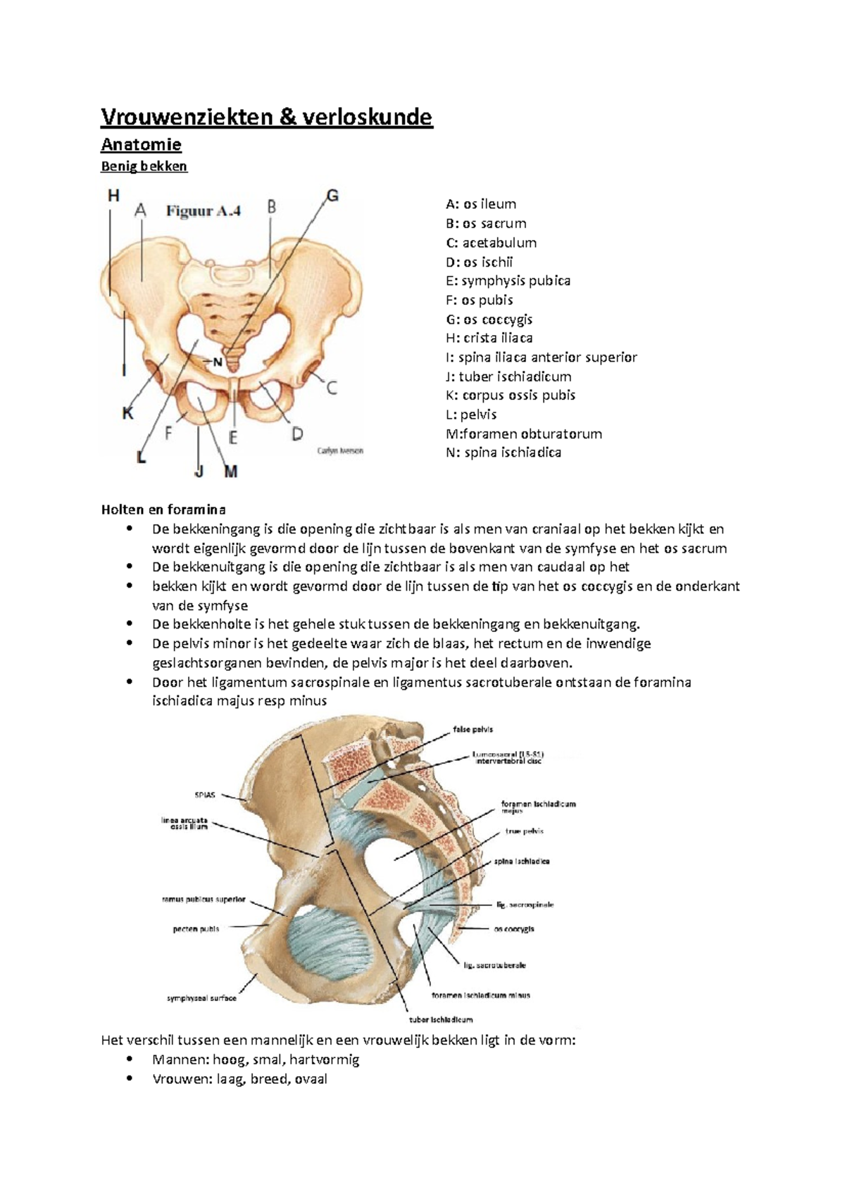 Samenvatting Vrouwenziekten en Verloskunde - Anatomie en Fysiologie ...