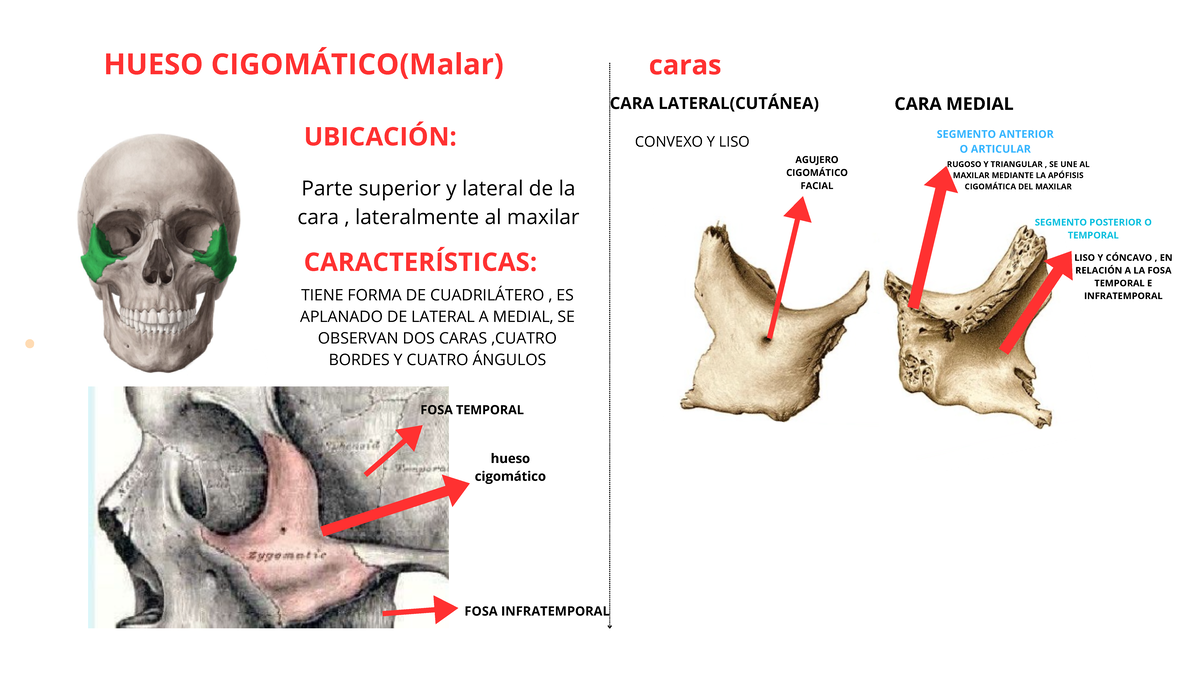 Hueso Cigomático(Malar) - HUESO CIGOMÁTICO(Malar) UBICACIÓN: Parte ...