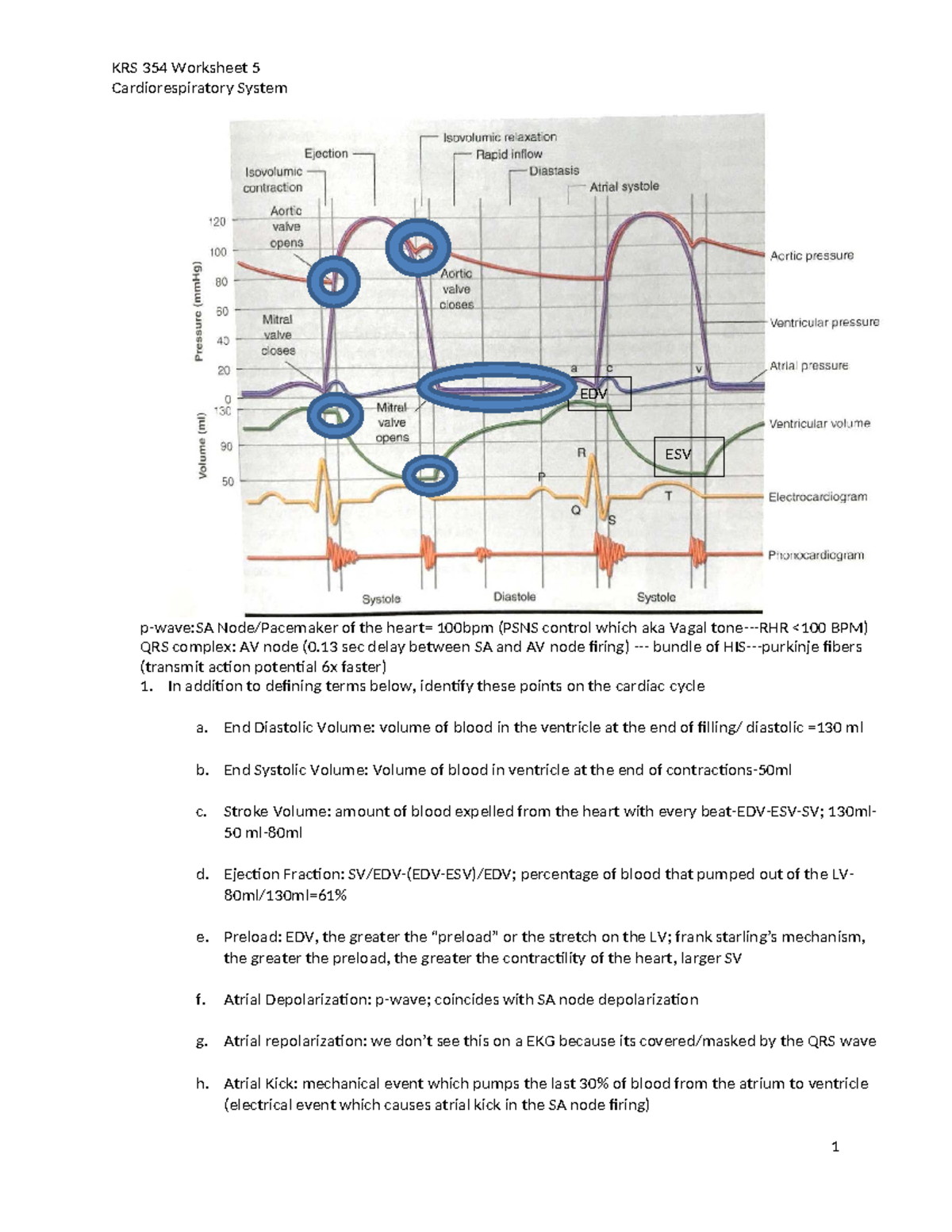 KRS 354 Worksheet 5: Cardiorespiratory System Analysis - Studocu