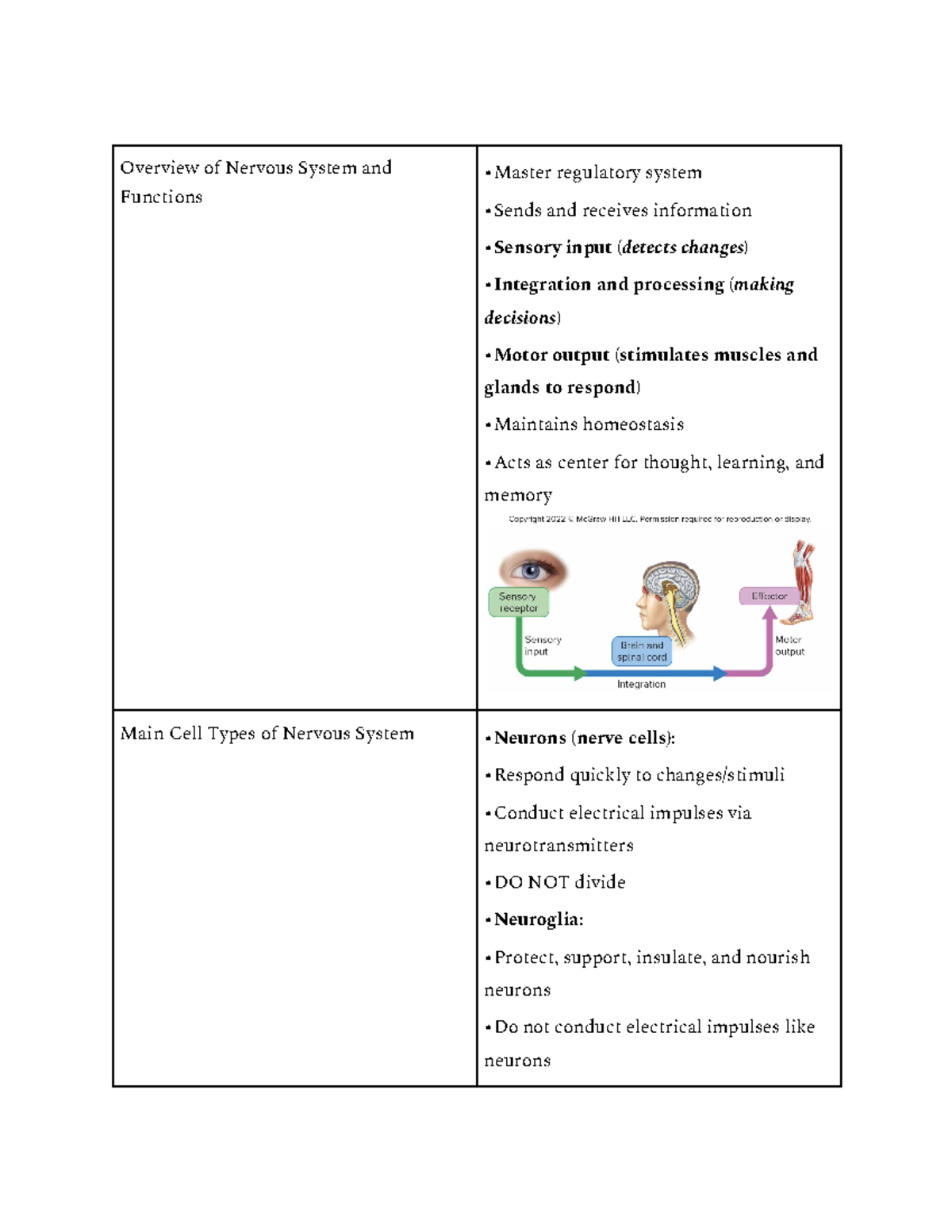 Human A&P Chapter 10: Nervous System Overview and Key Functions - Studocu