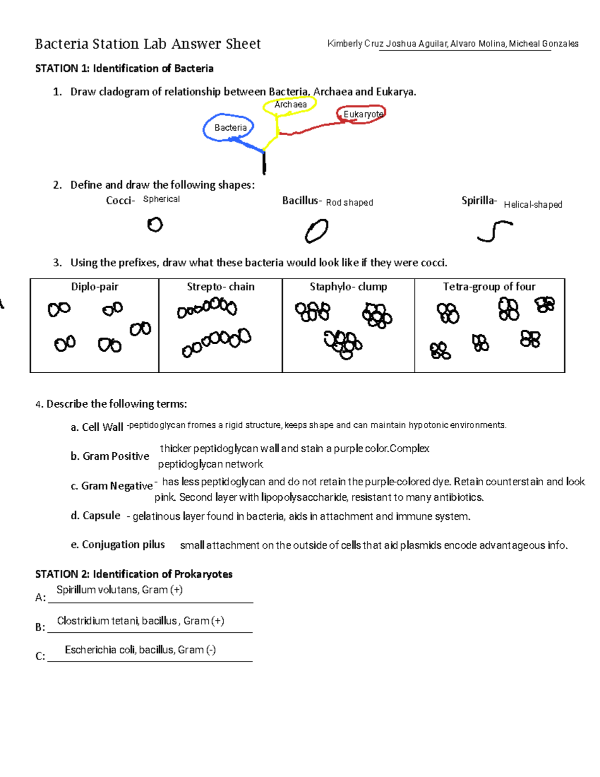 Kami Export - Bacteria Station Lab Answer Sheet (Bio 101) - Studocu