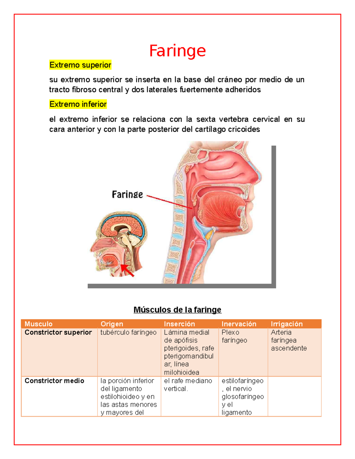 Rafe Medio De La Faringe
