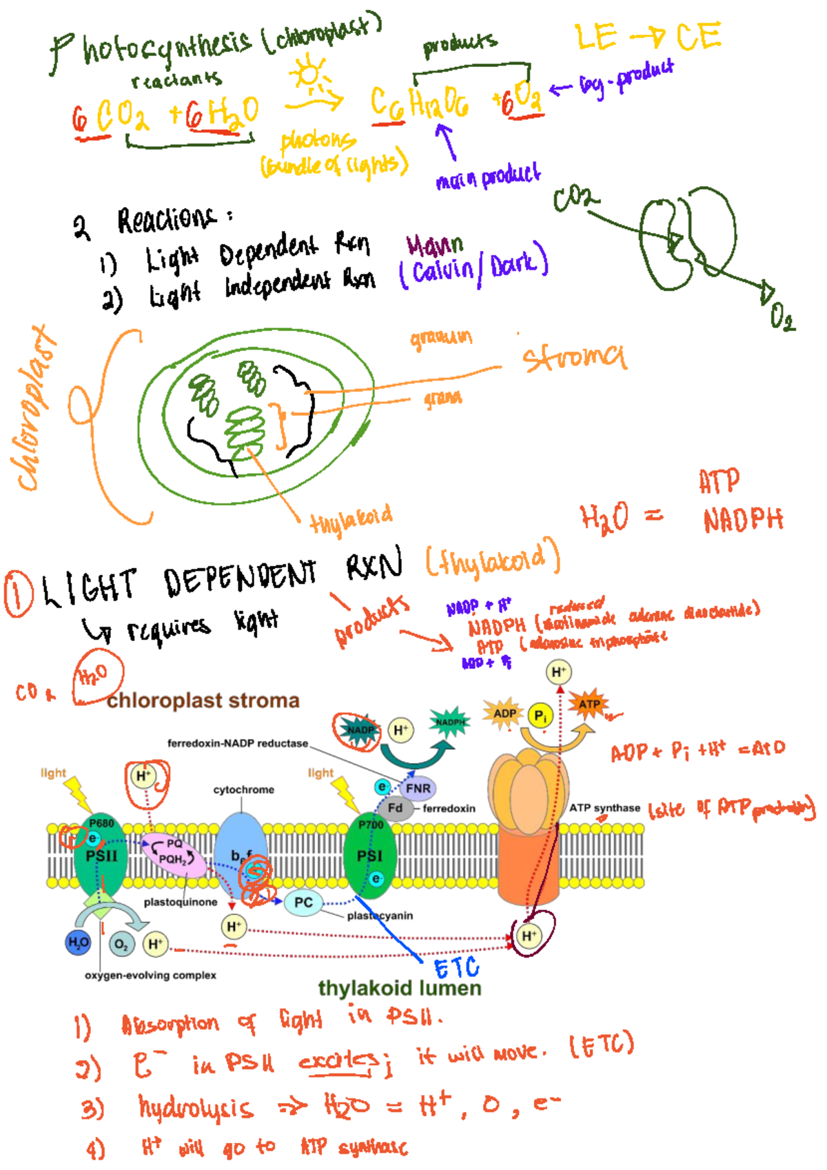 Photosynthesis and Cellular Respiration - Introduction to biology ...