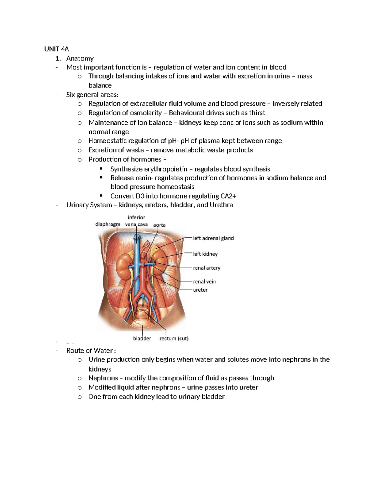 UNIT 4A: Key Concepts in Kidney Anatomy and Function - Studocu