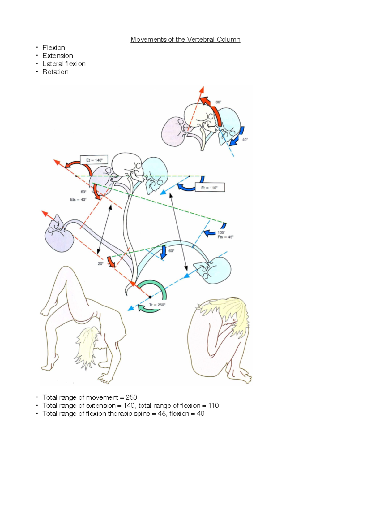 Vertebral Column Movements & Anatomy Overview (ANAT 101) - Studocu