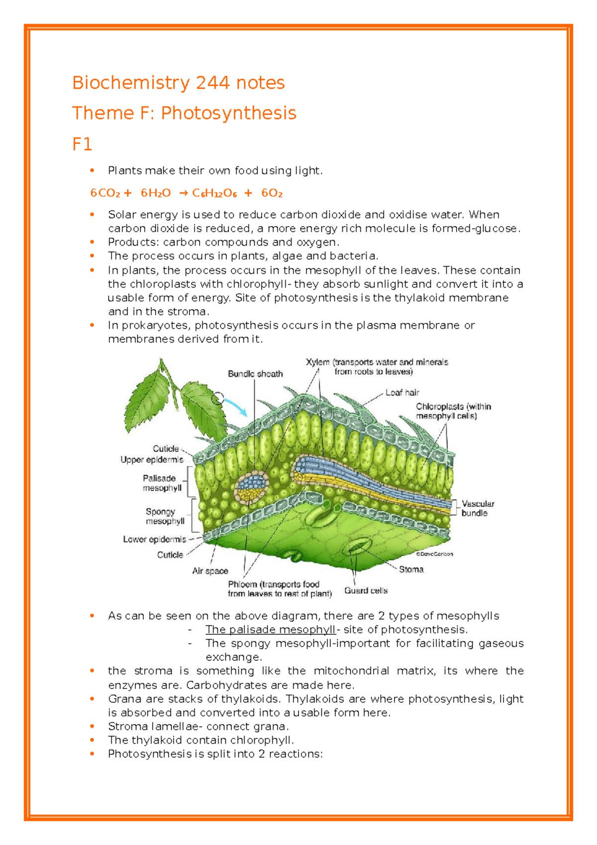 Biochemistry 244 Final Exam Notes: Photosynthesis and Metabolism - Studocu