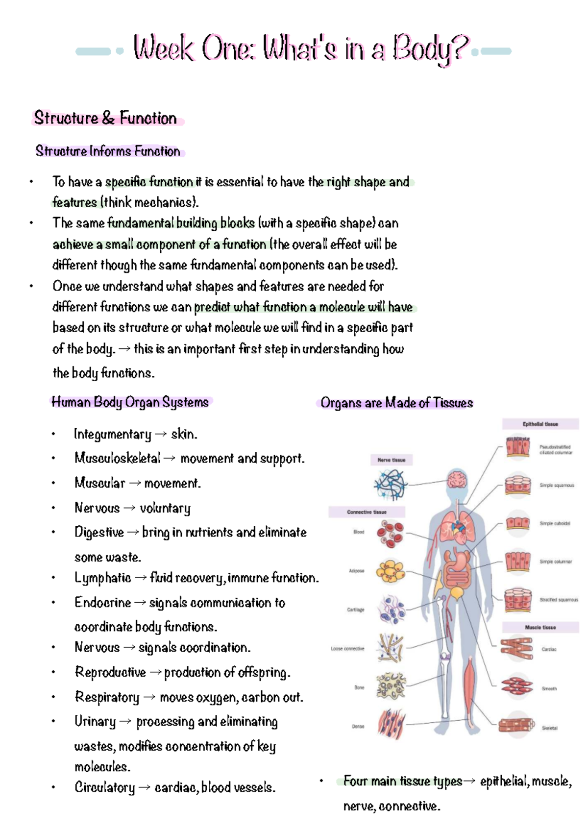 HUBS what’s in the body - complete lecture notes - Week One: What's in ...