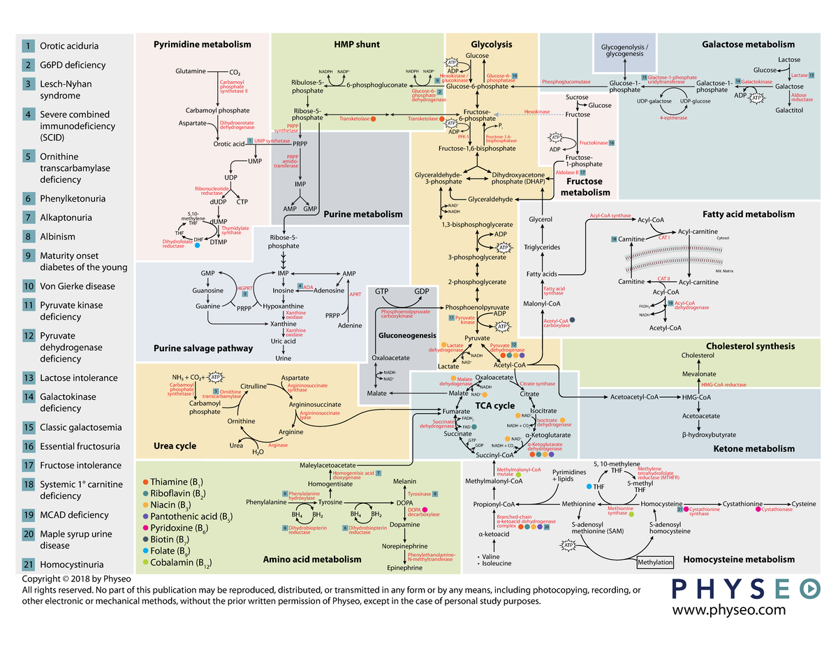 Biochemistry Map Overview for MEDICAL COURSE (Physeo) - Studocu