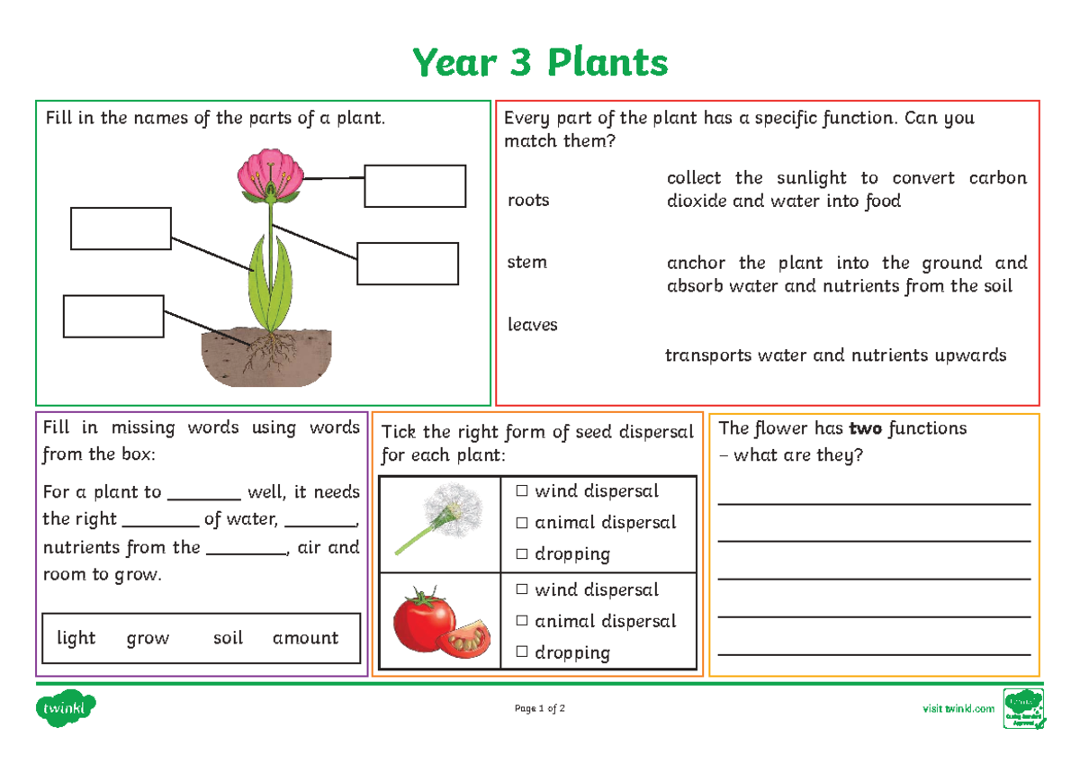 Year 3 Plants Revision Activity Mat: Parts & Functions - Studocu