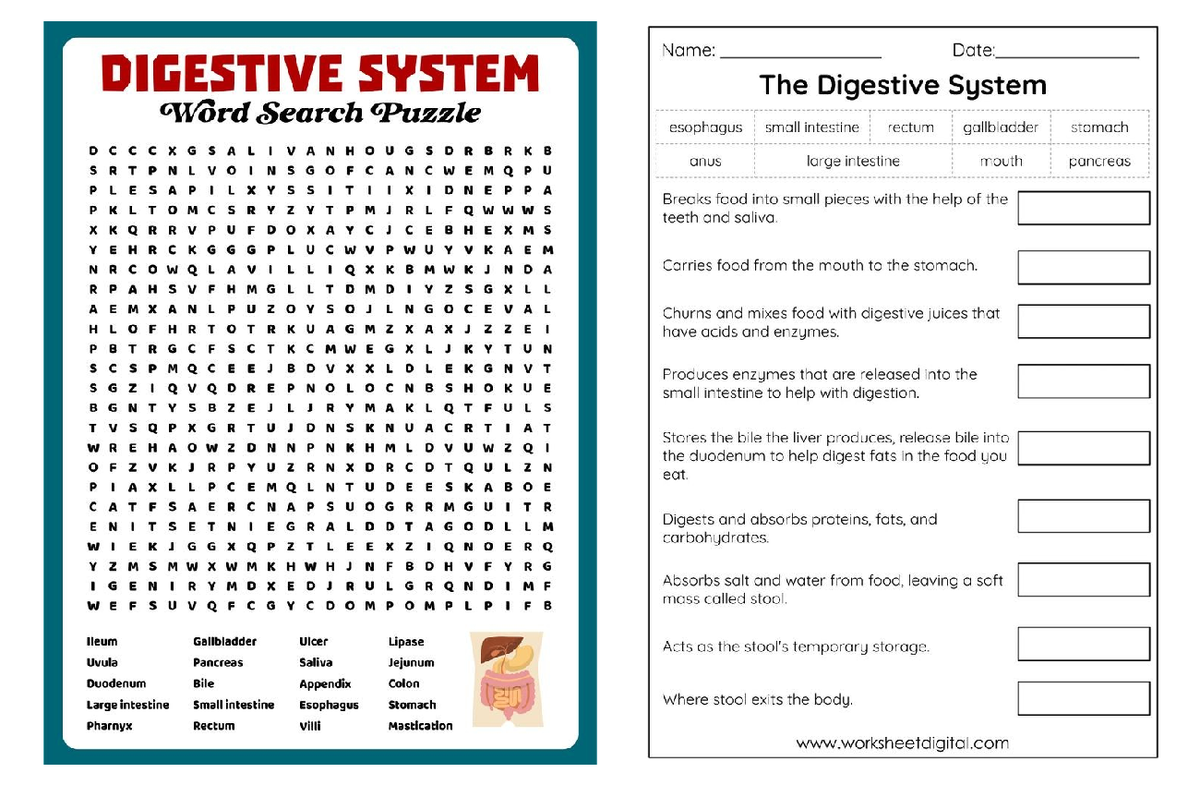 G4 Digestive System - Word Search Puzzle Worksheet - Studocu