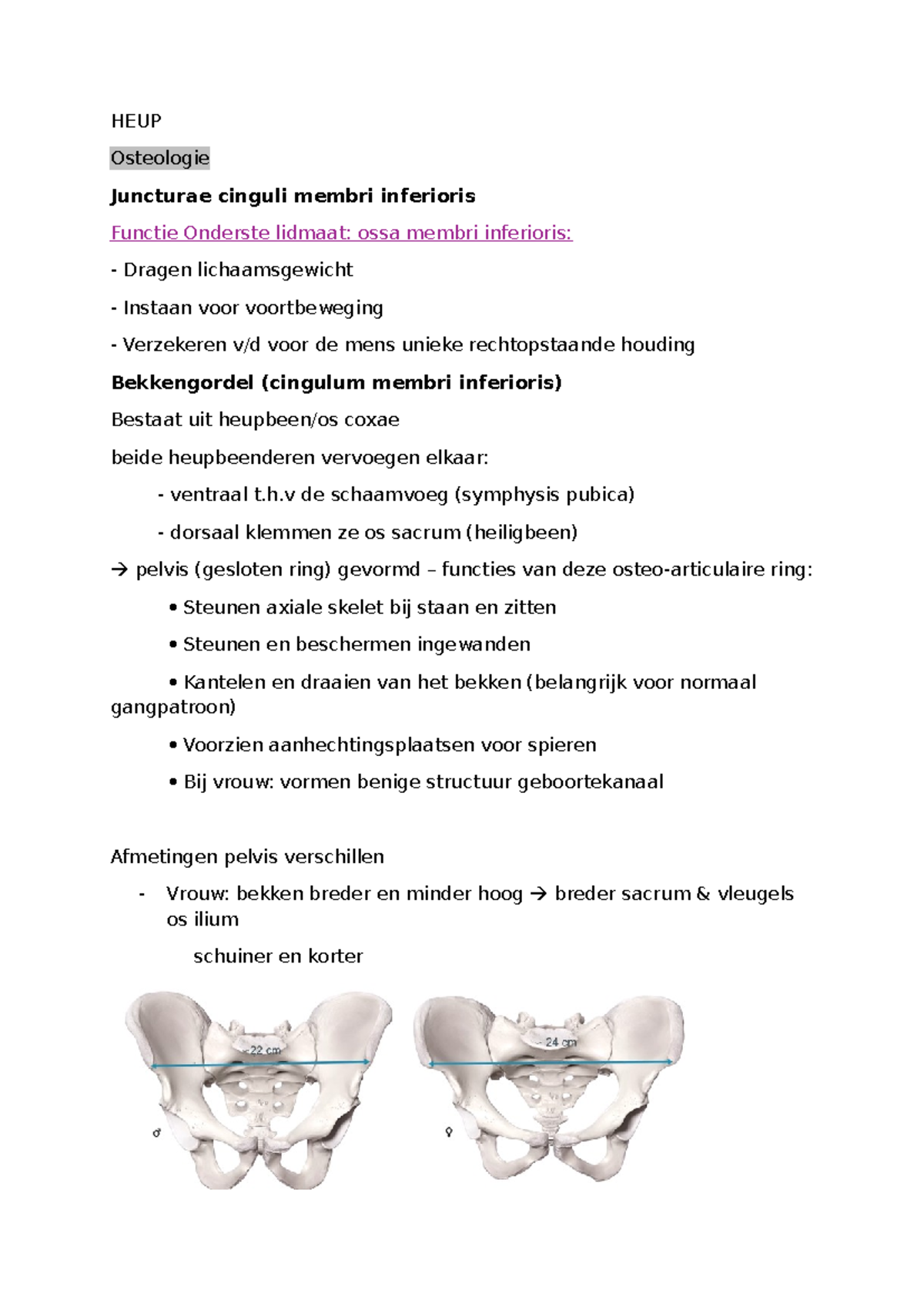Heup - samenvatting functionele anatomie - onderste extremiteiten - de ...