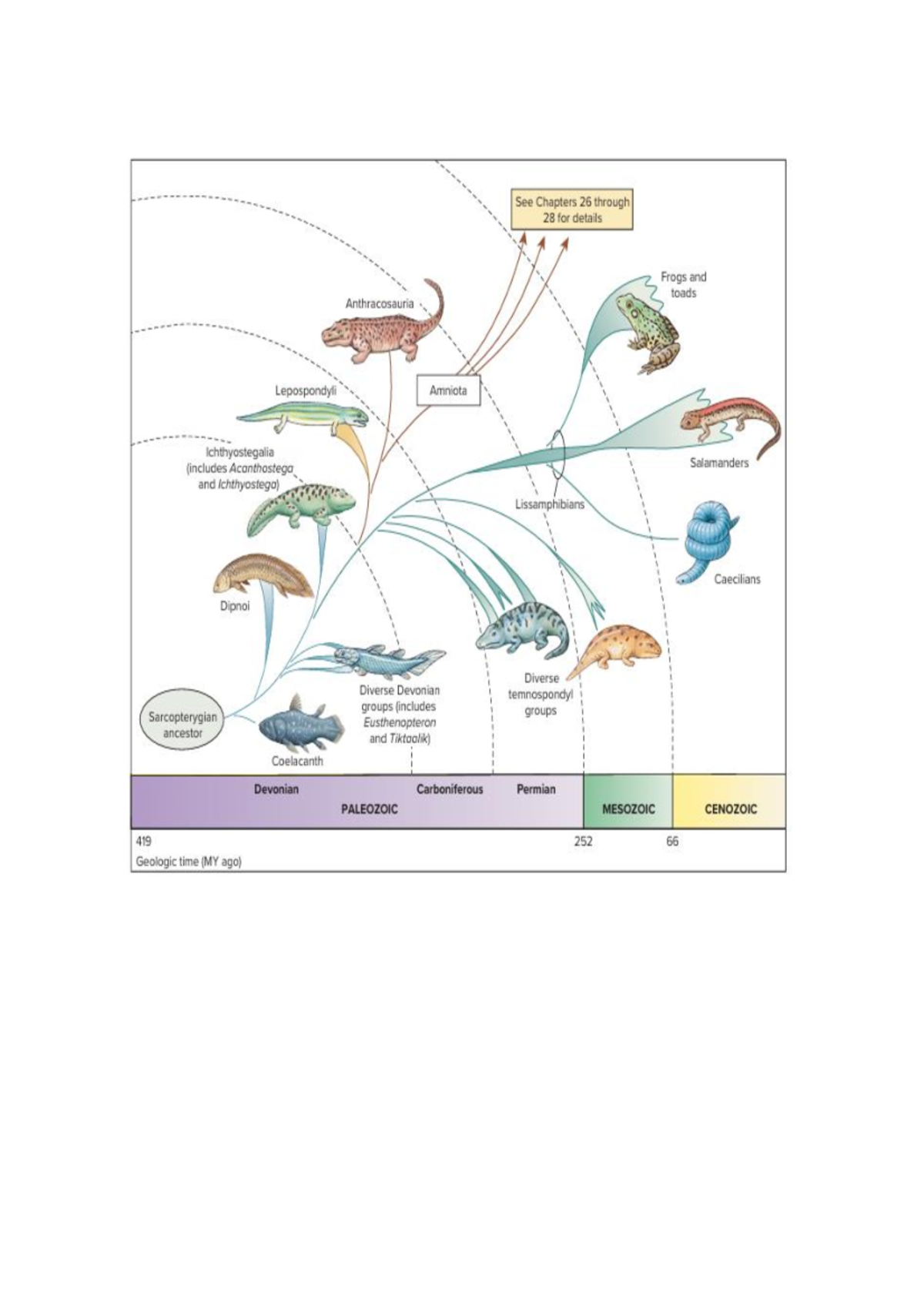 Amphibians (BIO 101): Evolution, Adaptations, and Key Traits - Studocu