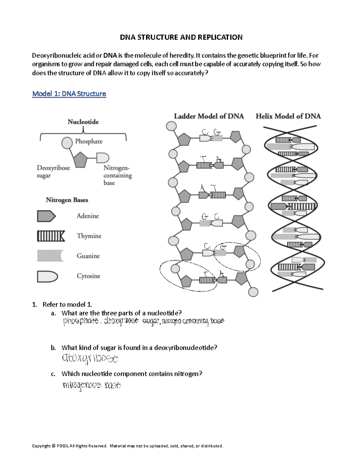 DNA Replication Worksheet - Understanding Structure and Function - Studocu
