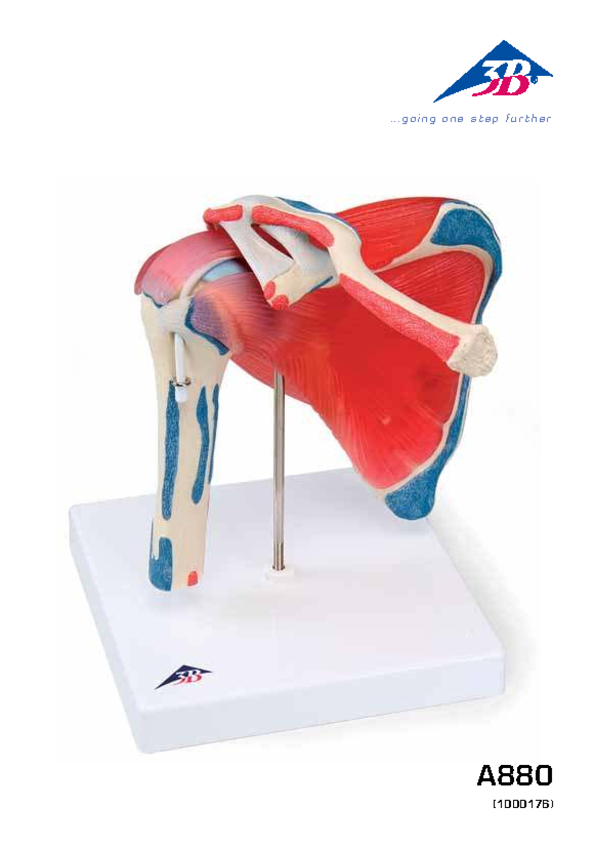 A880 Lab 3: Shoulder Joint & Rotator Cuff Model Overview - Studocu