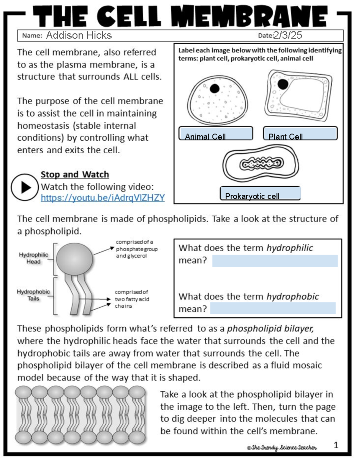 Cell Membrane Introduction Assignment - 15764106 by Addison Hicks ...