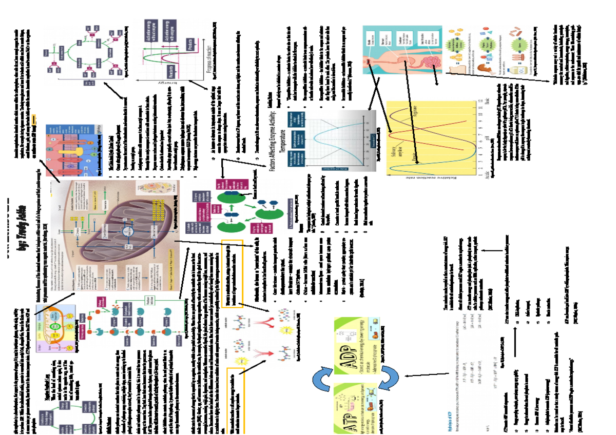Metabolism Poster for CELL Biology: Unit 15 Overview - Studocu