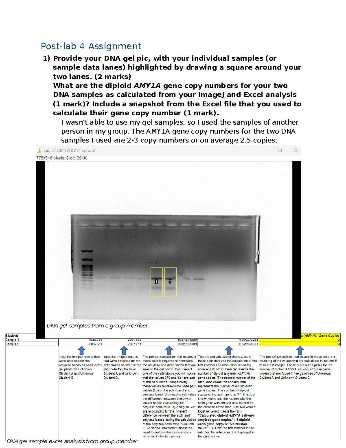 Post Lab Assignment 4: DNA Gel Analysis of AMY1A Gene Copy Numbers ...