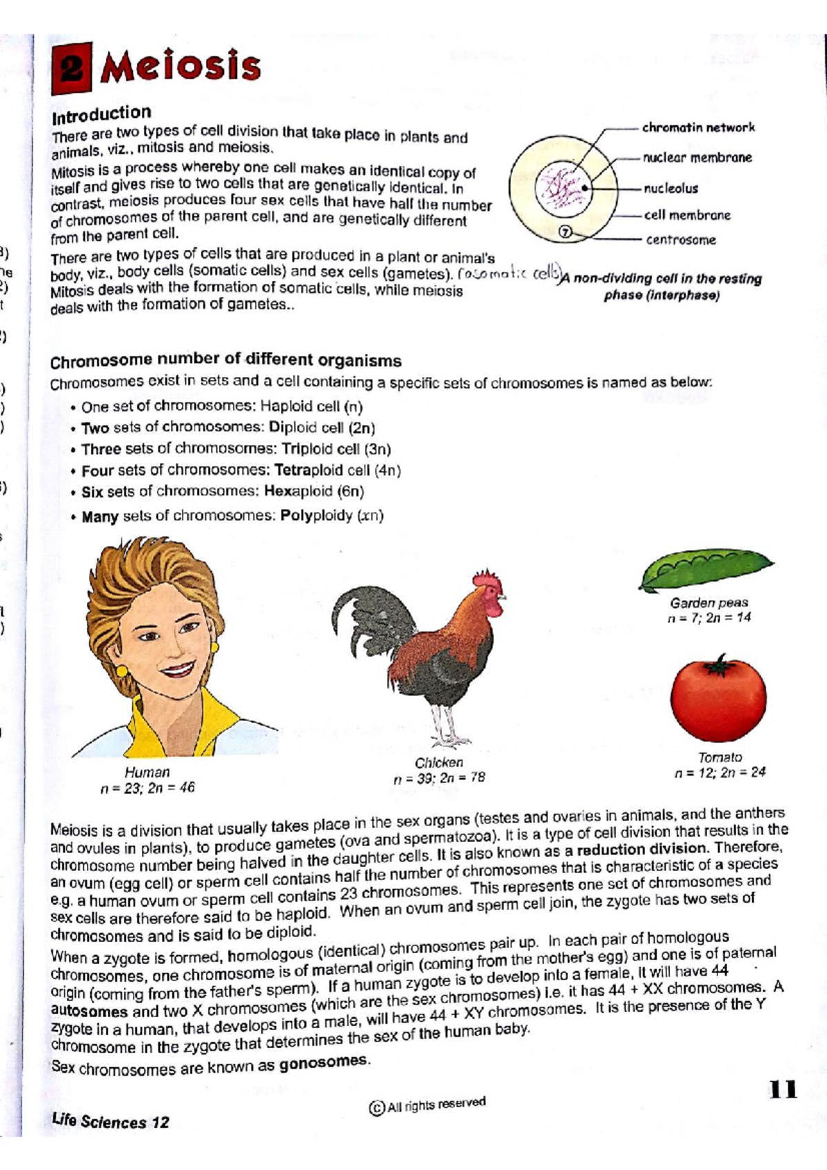 Biology 101: Meiosis Overview and Its Role in Reproduction - Studocu