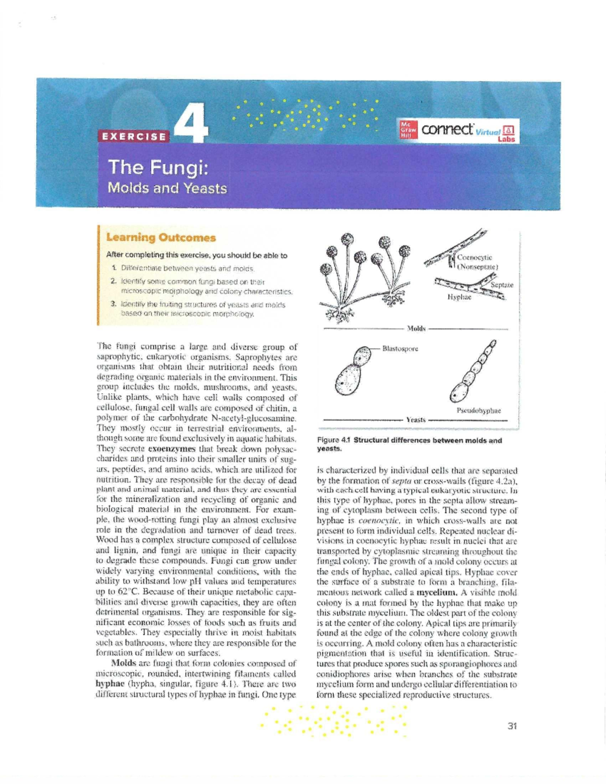 Lab+4+Handout+-+The+Fungi - EXERCISE The Fungi: Molds and Yeasts After ...