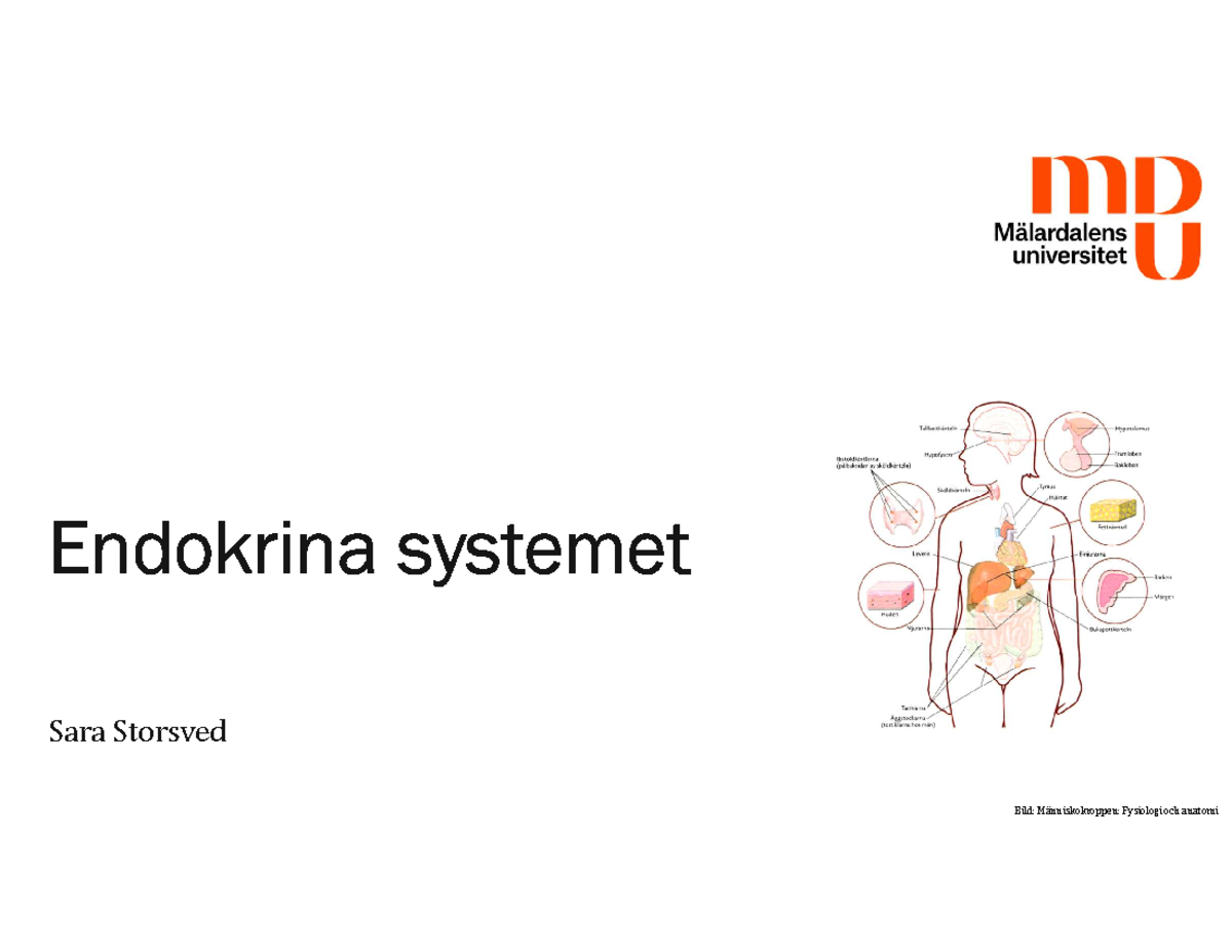 Endokrina systemet: Huvuduppgifter och Hormoner - Fysiologi och Anatomi ...
