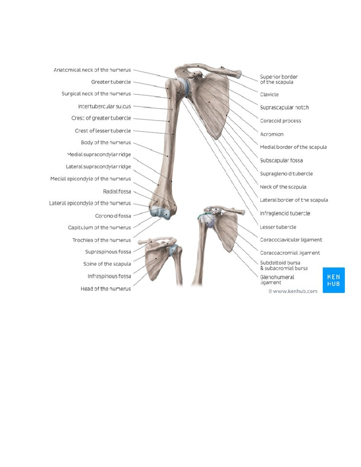 Comprehensive Study Notes on Bones and Their Functions - Studocu