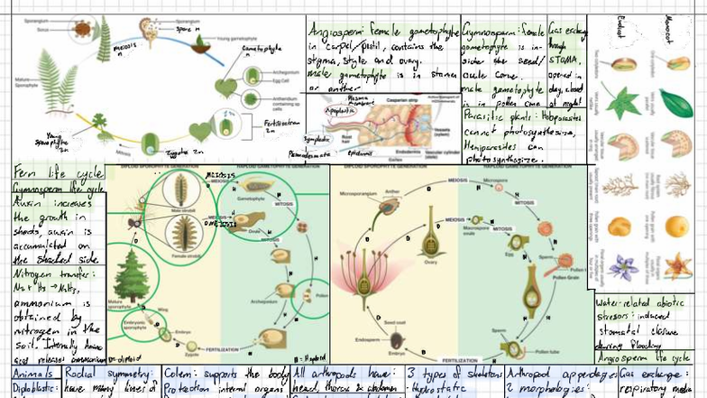 BIOSCI 108 Cheat Sheet: Angiosperm & Gymnosperm Life Cycles - Studocu