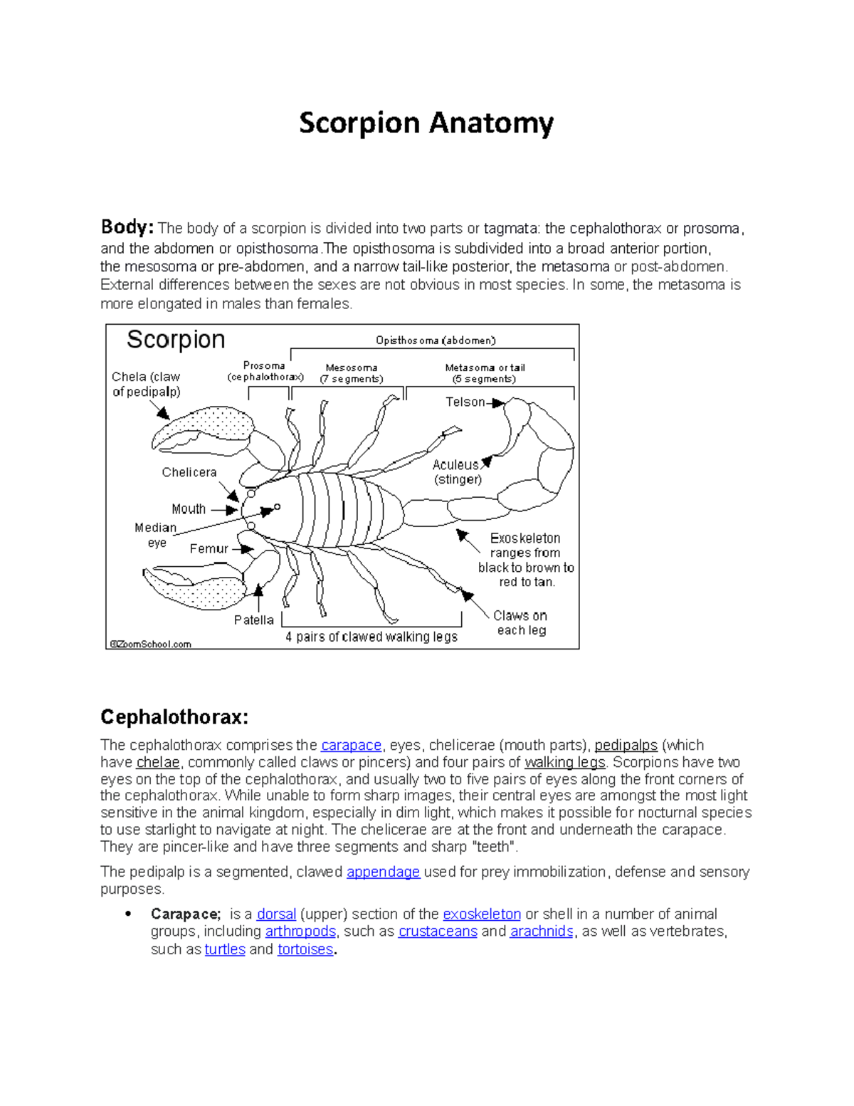 Scorpion Diagram For Kids