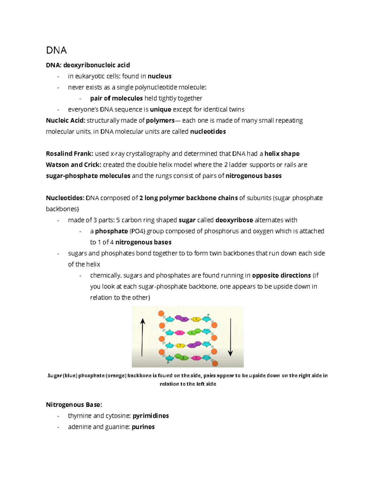 Genetics Notes for Grade 11 Biology: DNA & Chromosomal Structure - Studocu