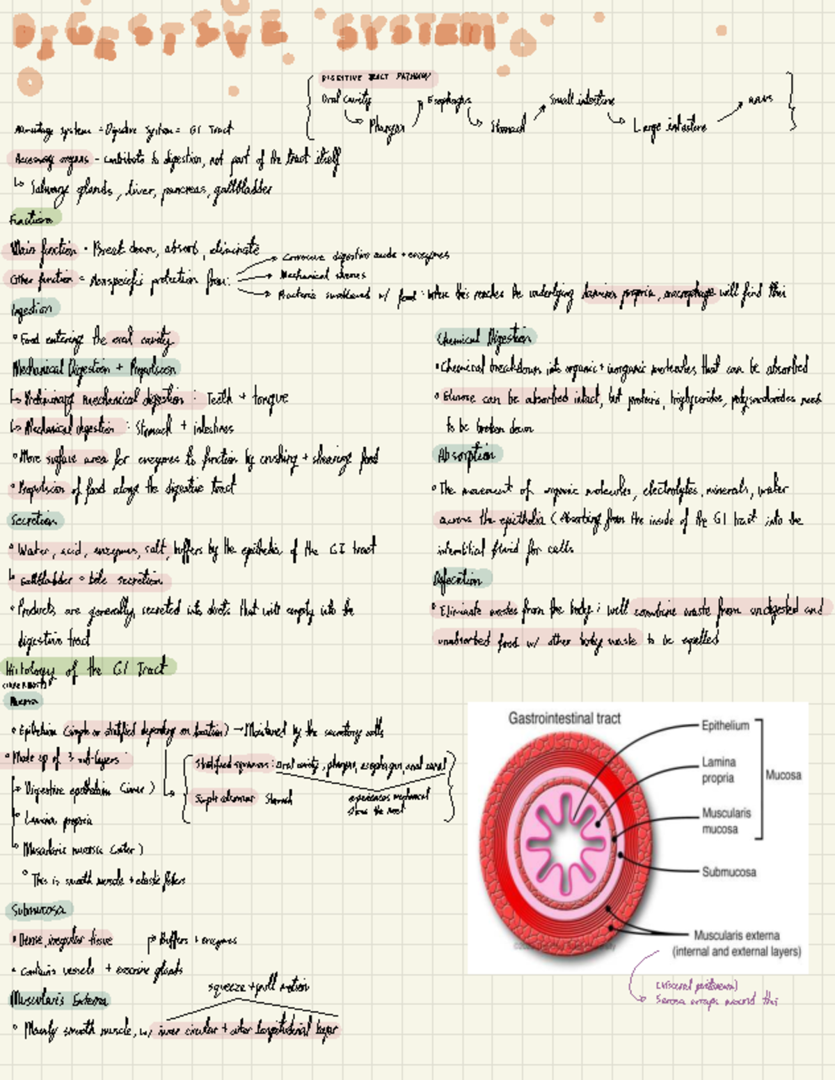 NURS 106 Digestive and Urinary System Overview and Functions - Studocu